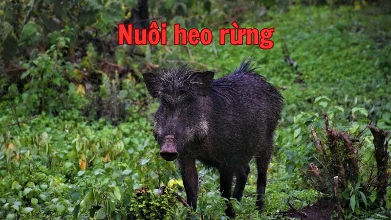 Hướng dẫn chi tiết về nuôi heo rừng hiệu quả