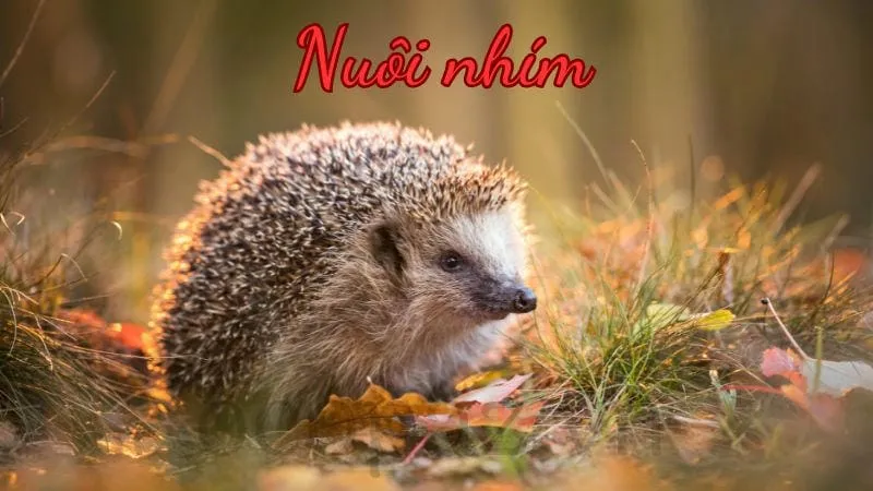 Hướng dẫn chi tiết nuôi nhím tại nhà đơn giản